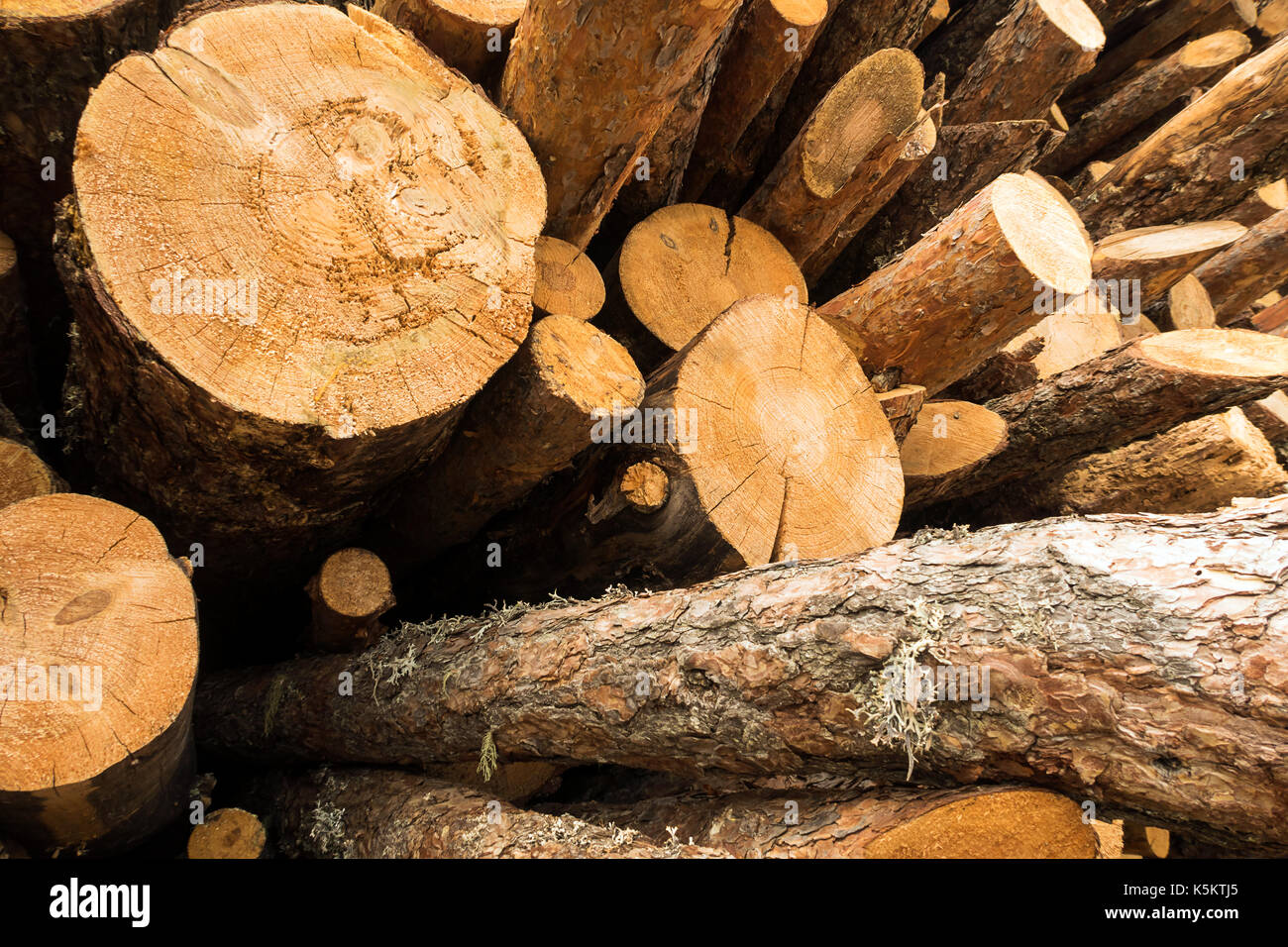 Stacked tree trunk hi-res stock photography and images - Alamy