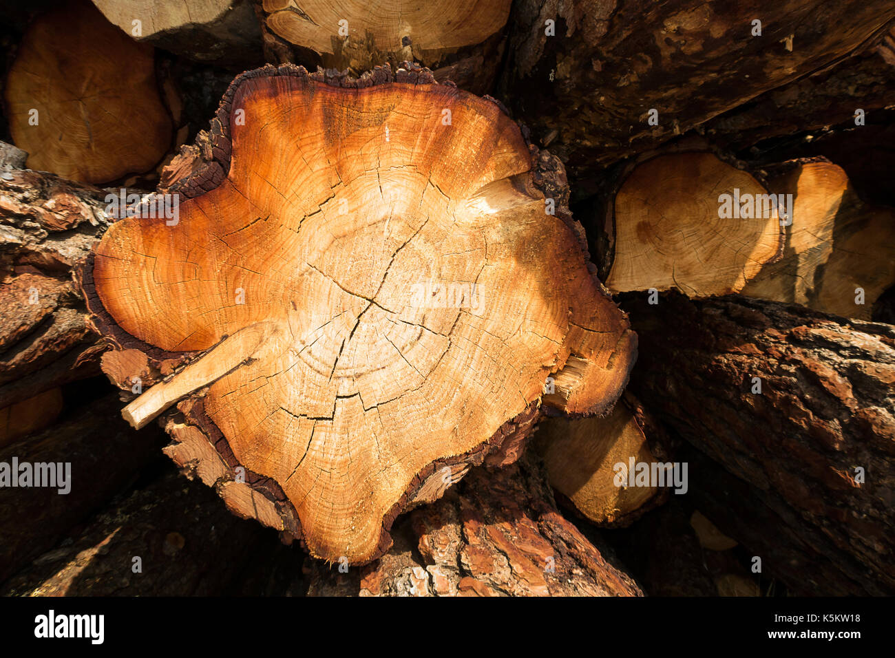 Tree trunks stacked Stock Photo - Alamy