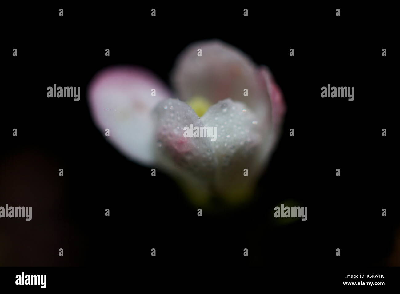 Morning dew flower hi-res stock photography and images - Alamy