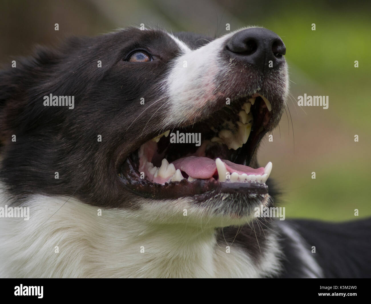 Lazy purebred border collie hi-res stock photography and images - Alamy