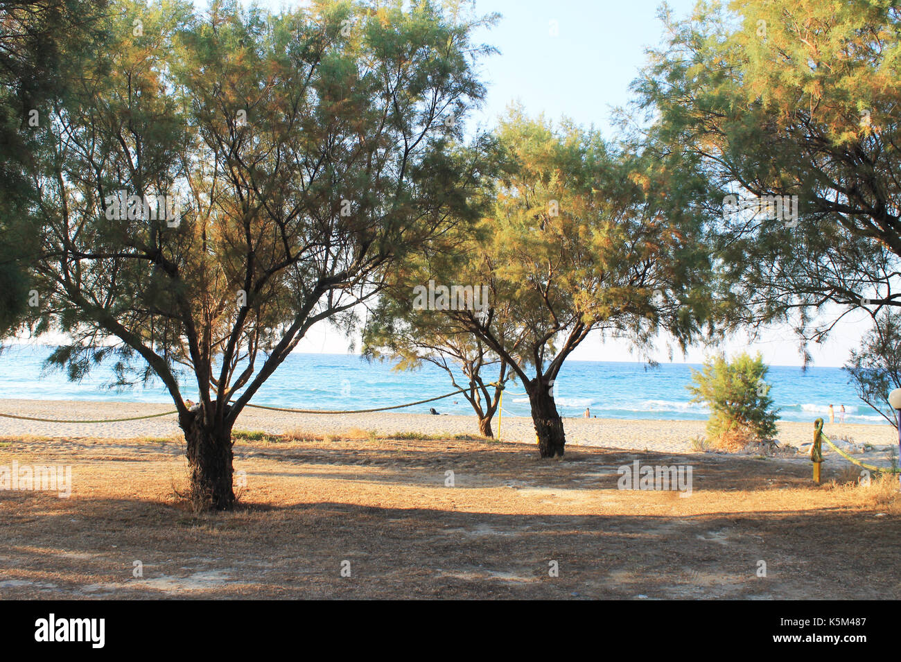 Beach With Trees Stock Photo - Alamy