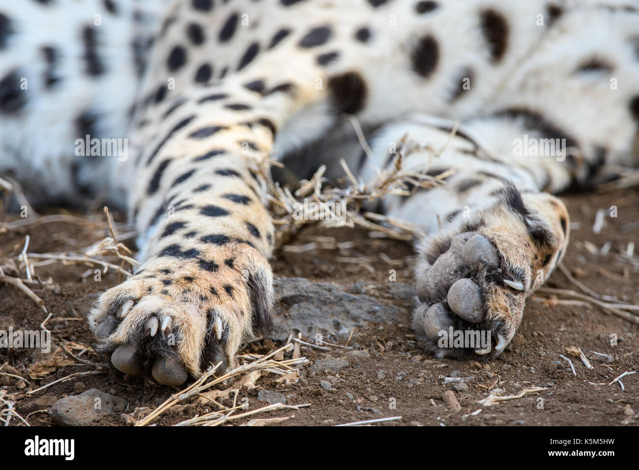 Cheetah claws close up hi-res stock photography and images - Alamy