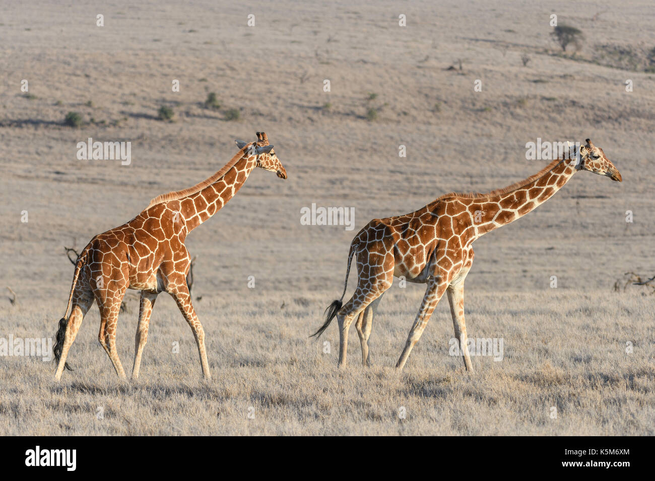 Endangered reticulated Giraffe on the plain of the Lewa Wildlife ...