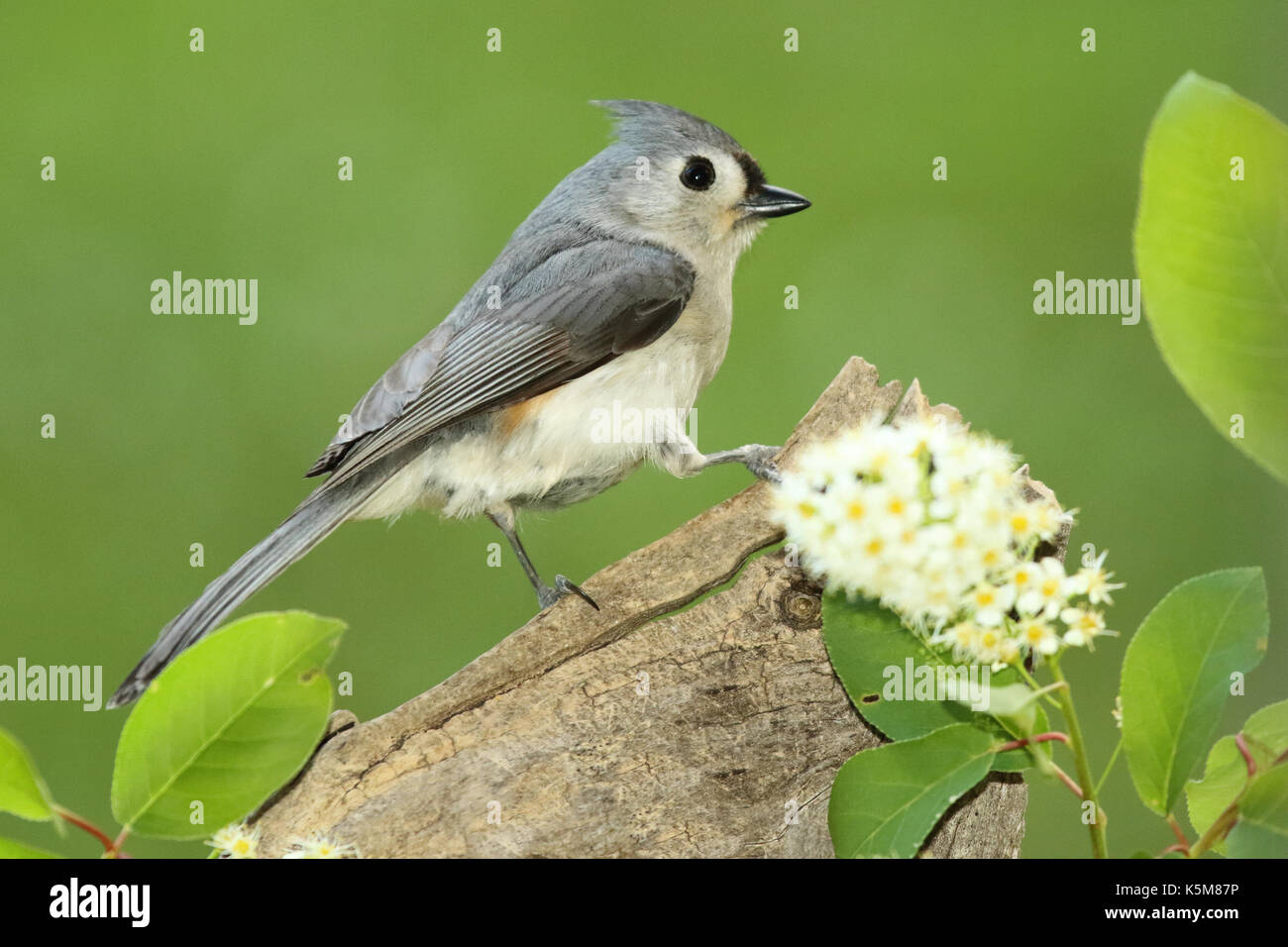 A Tufted Titmouse pausing among white blossoms during spring in the ...