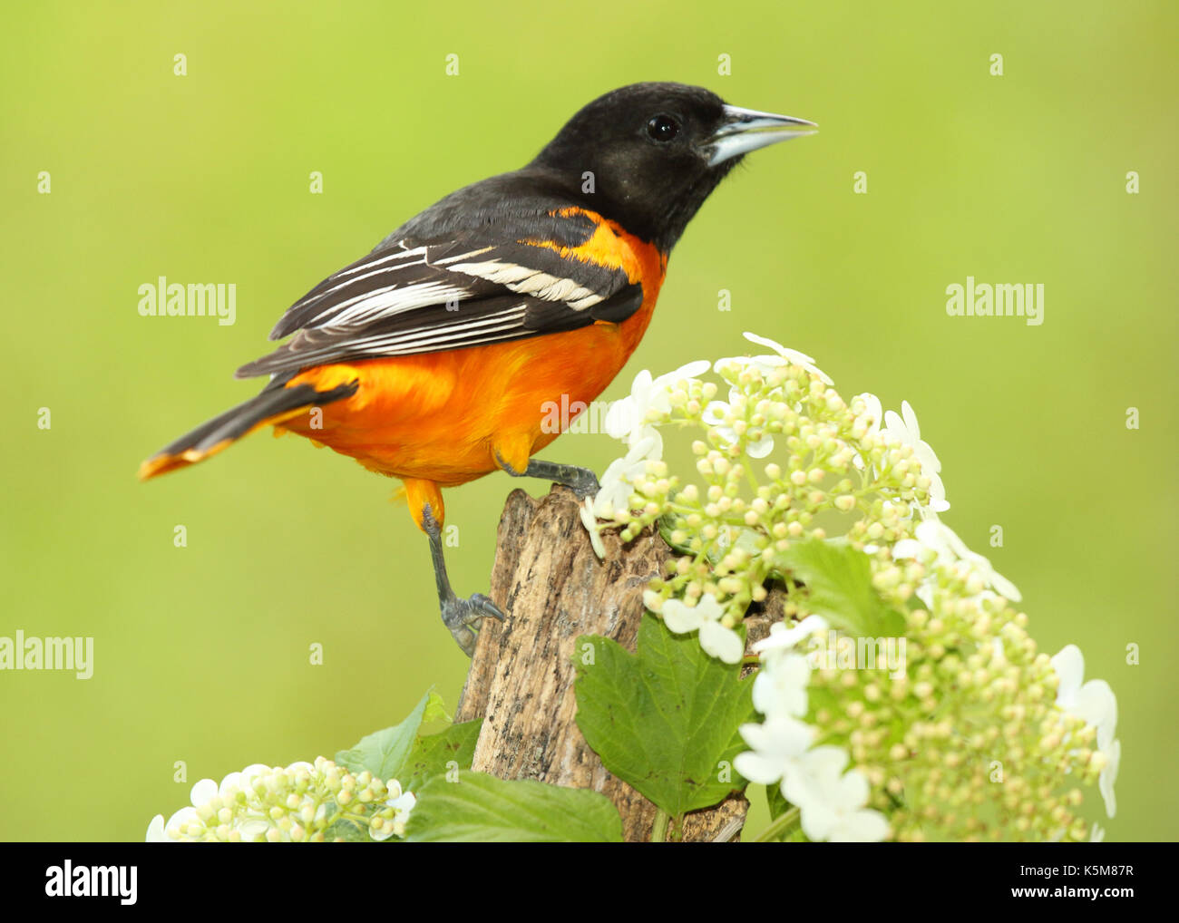 Baltimore oriole bird hi-res stock photography and images - Alamy