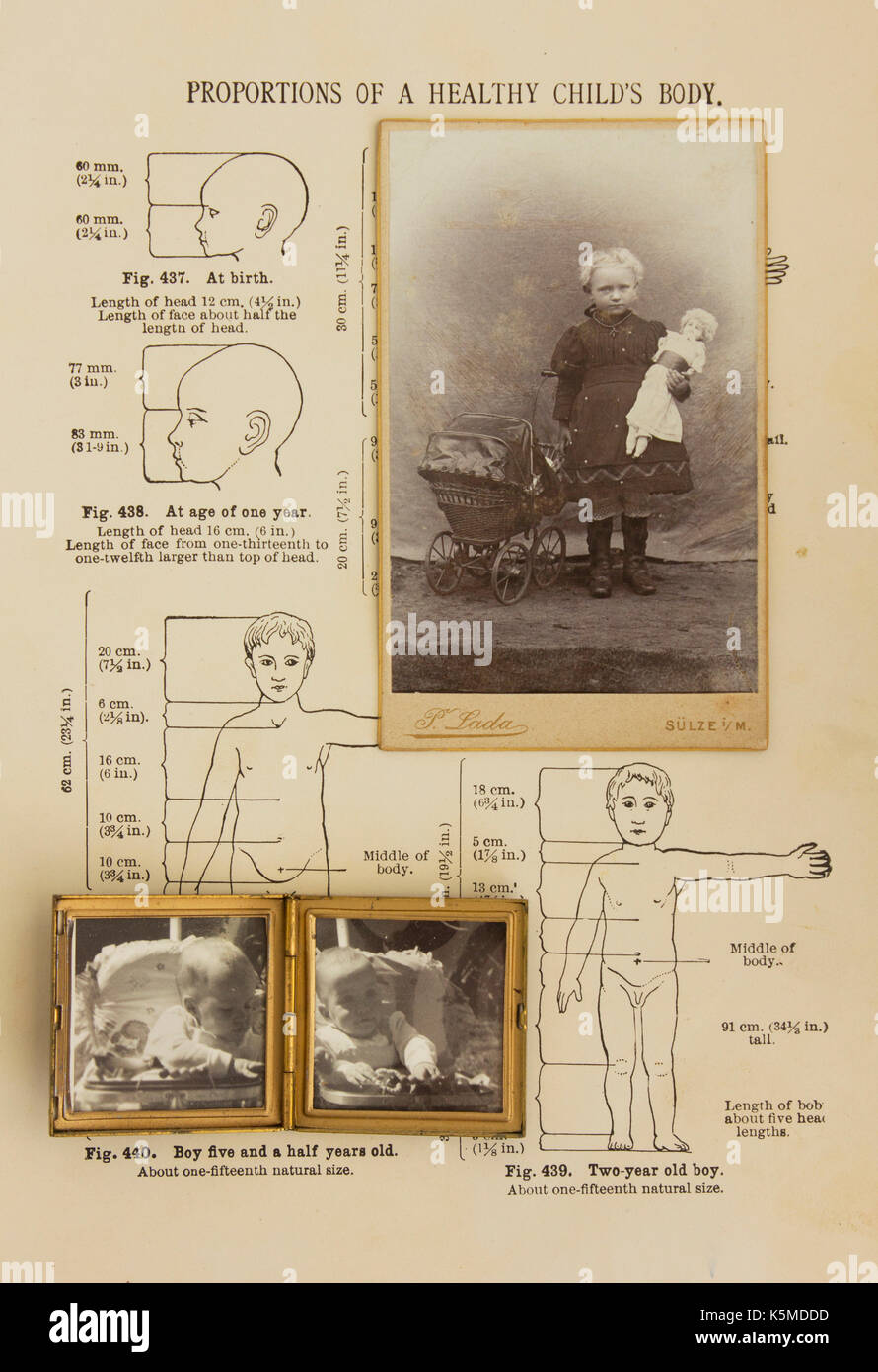 Still life illustrating growth patterns in children. B & W illustration ...
