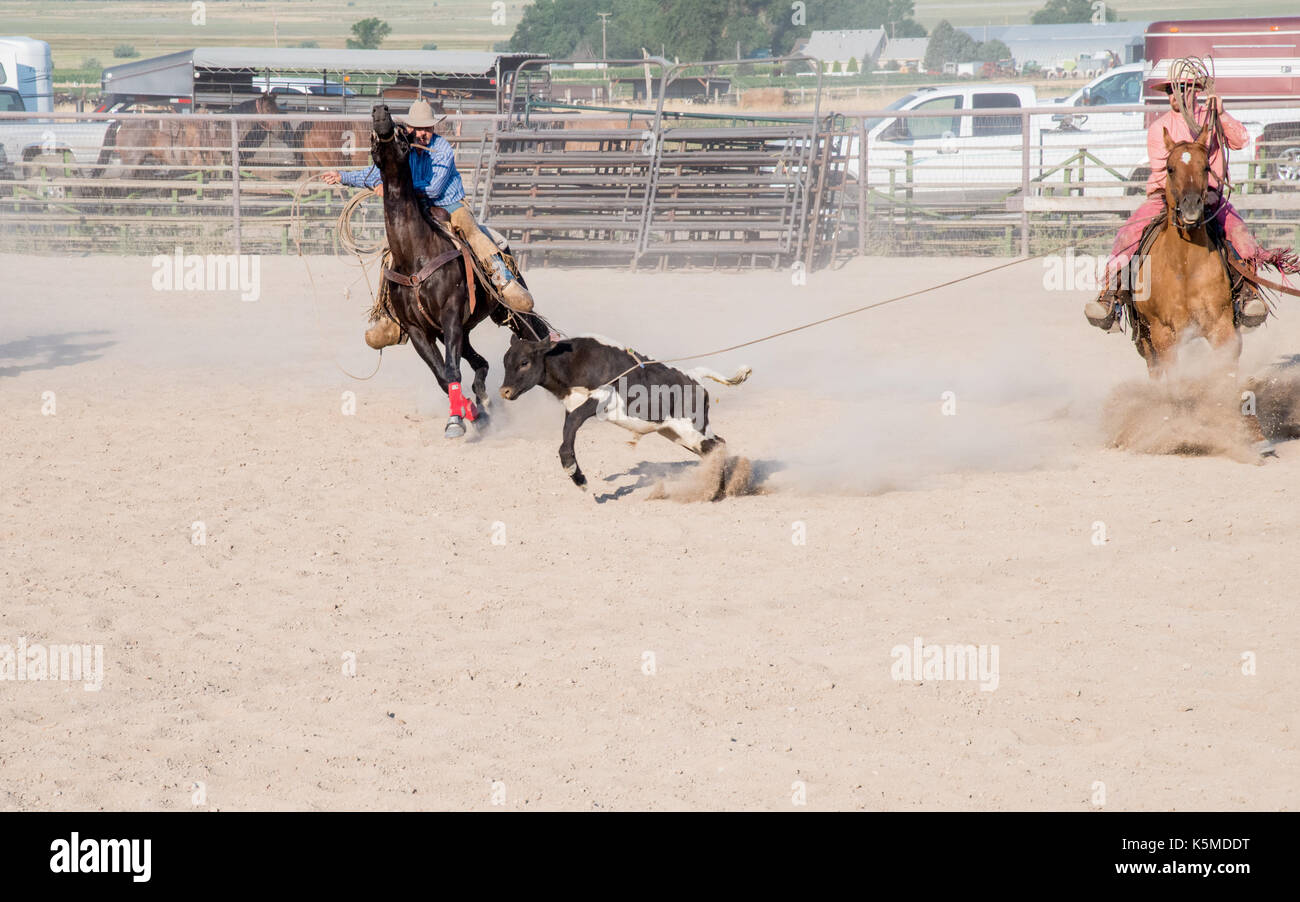 Team calf roping hi-res stock photography and images - Alamy