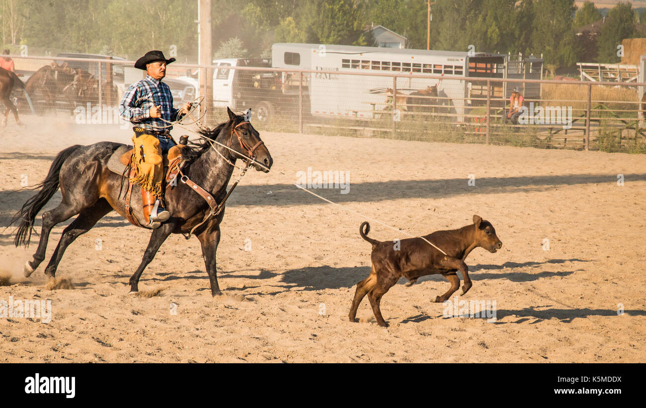 Cowboy on horseback at Rodeo roping calf Stock Photo - Alamy