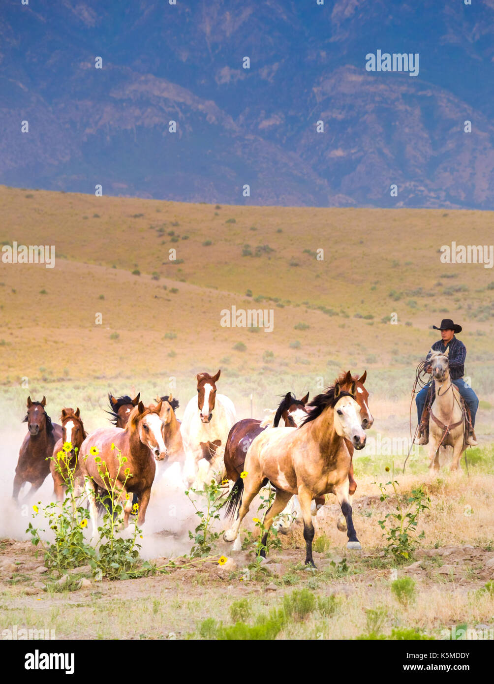 Cowboy herding horses on range hi-res stock photography and images - Alamy