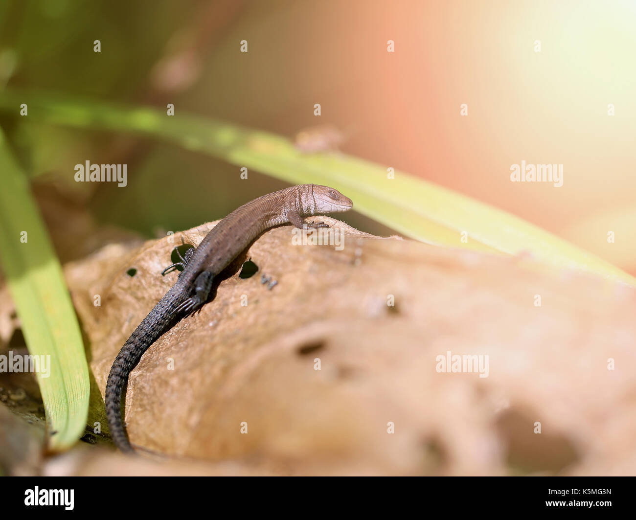 Bask band hi-res stock photography and images - Alamy