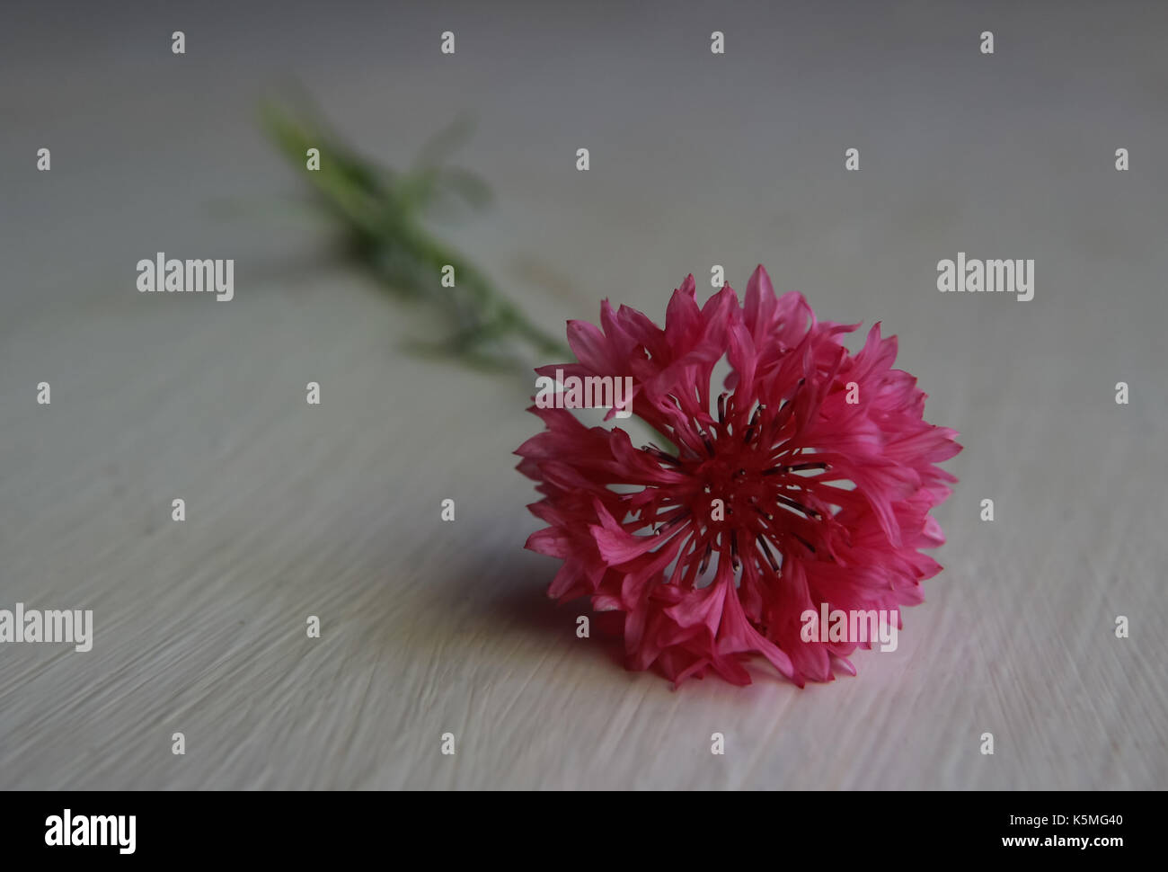 Pink Bachelor Button Stock Photo - Alamy