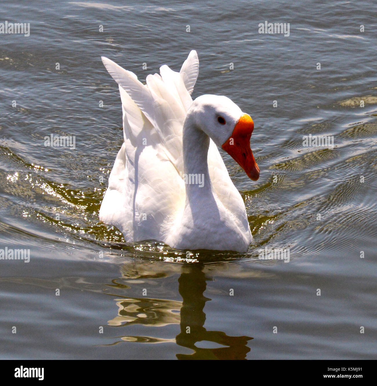 Goose swimming on the river Stock Photo - Alamy