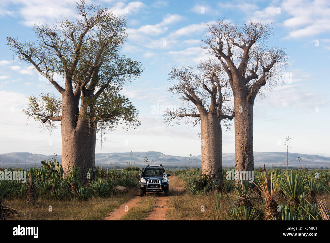 Baobab trees, Mandrare River Camp, Ifotaka Community Forest, Madagascar ...