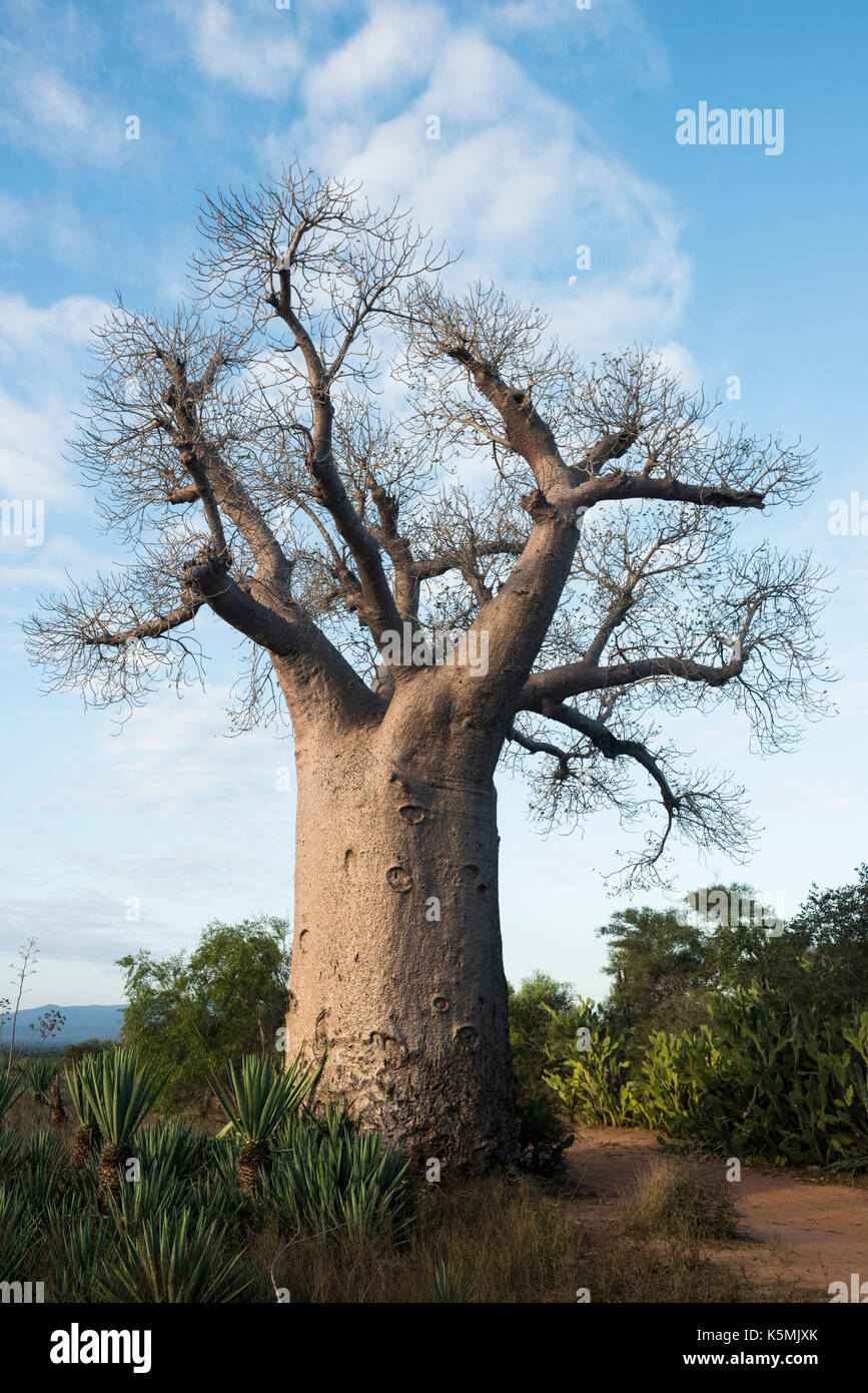Baobab tree madagascar hi-res stock photography and images - Alamy
