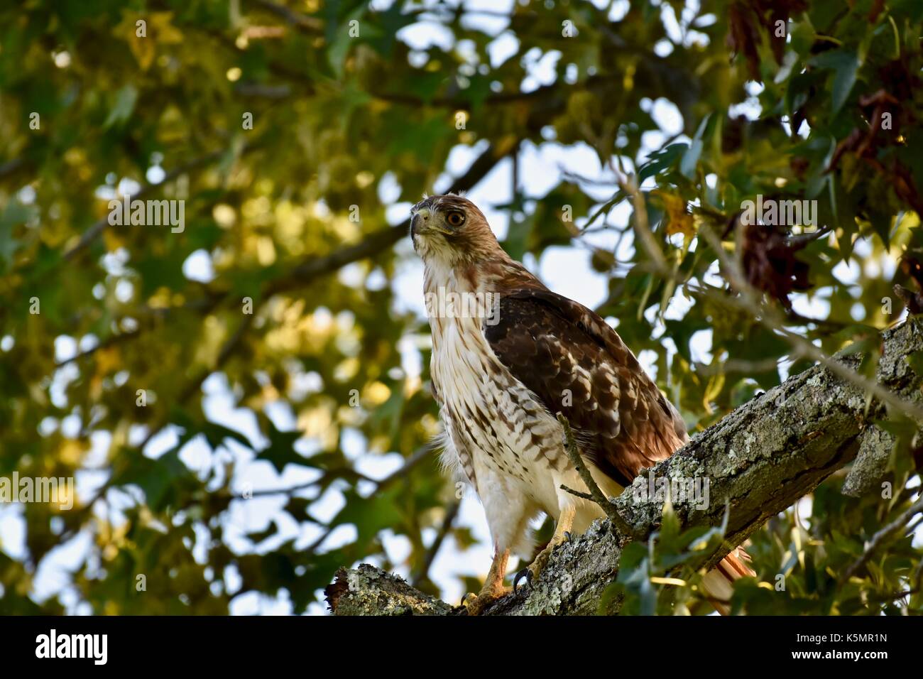 Red-tailed hawk (Buteo jamaicensis Stock Photo - Alamy