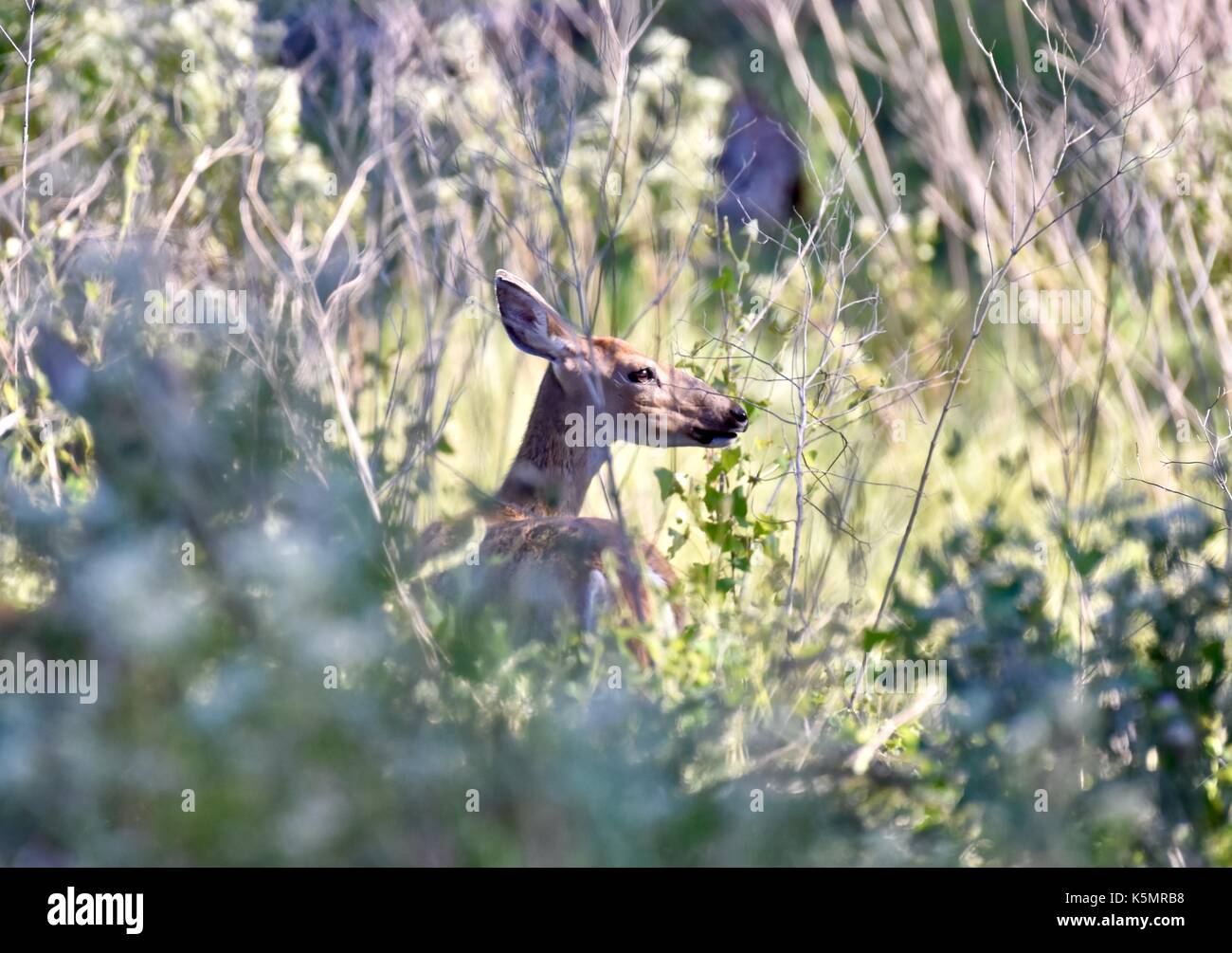 Doe deer hi-res stock photography and images - Alamy