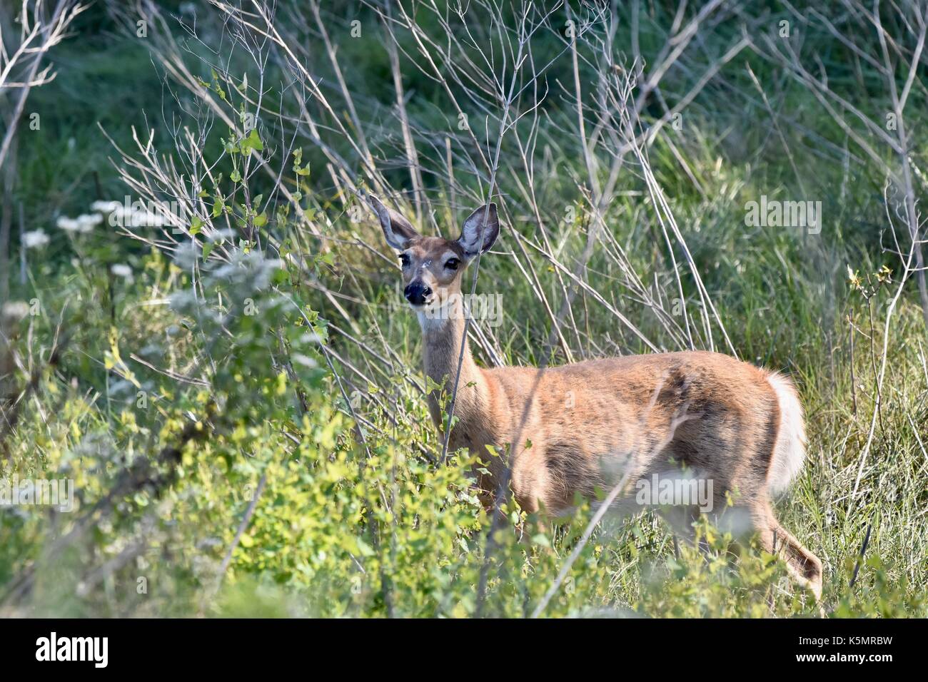 Doe deer hi-res stock photography and images - Alamy