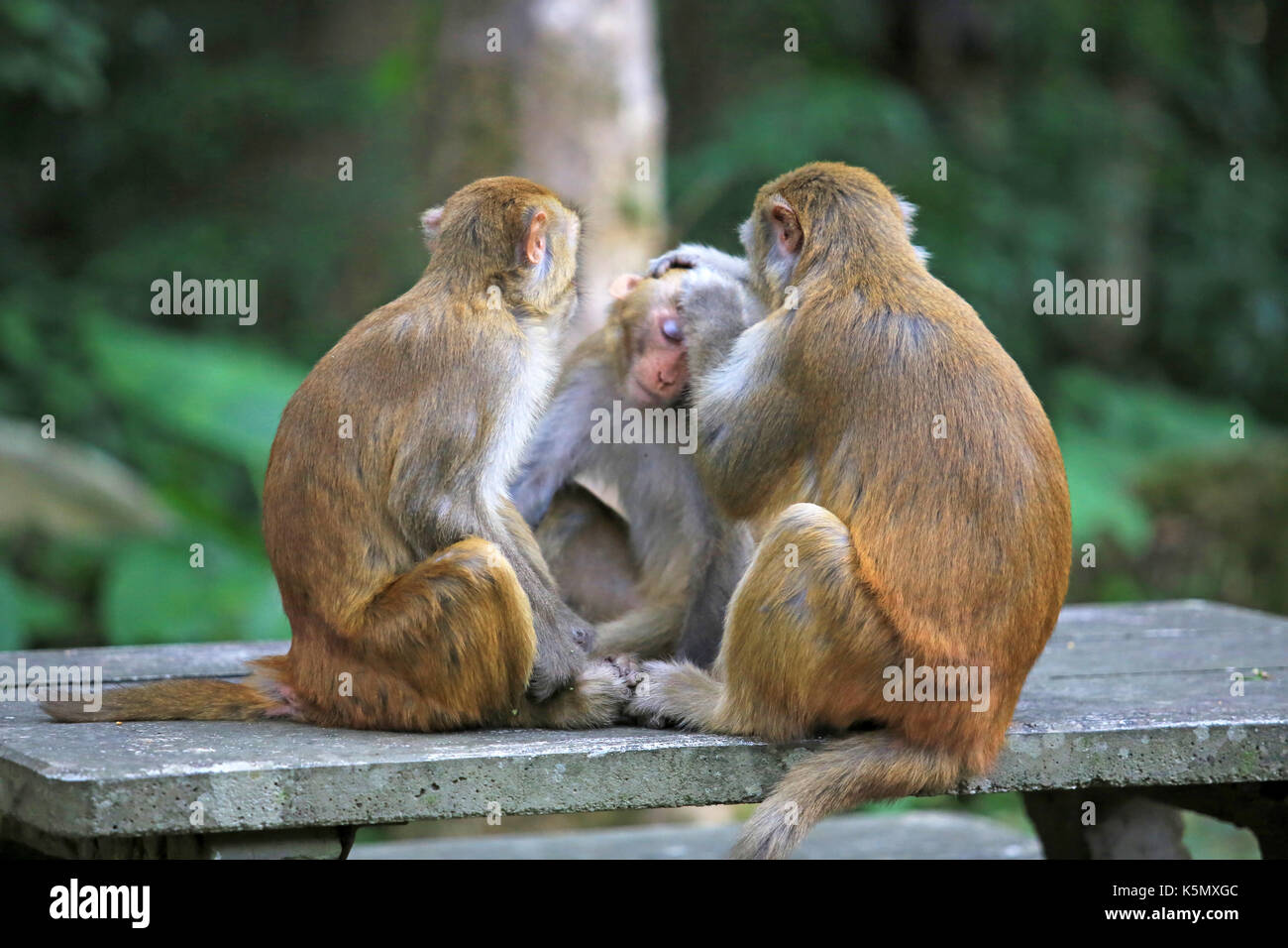 Monkey friendship hi-res stock photography and images - Alamy