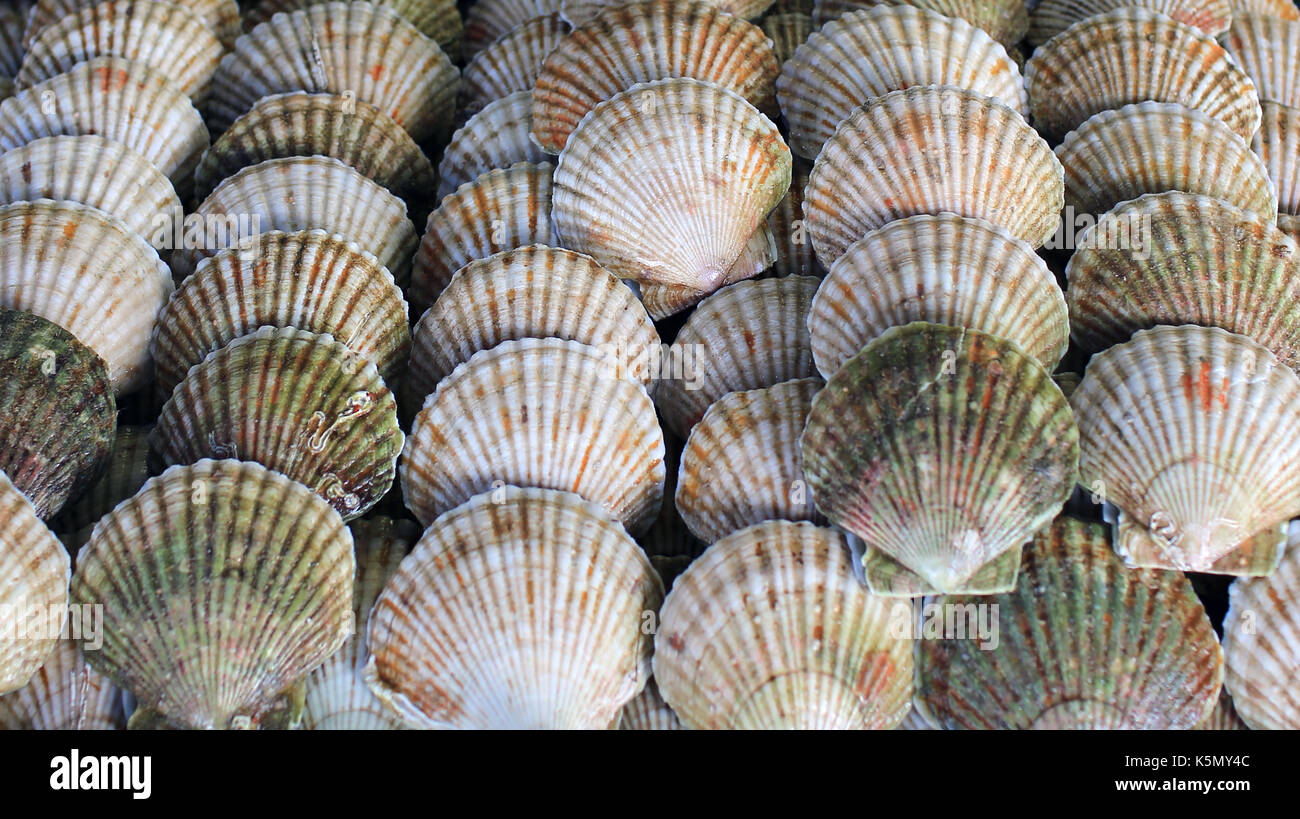 Food background; seafood, scallops close up Stock Photo - Alamy