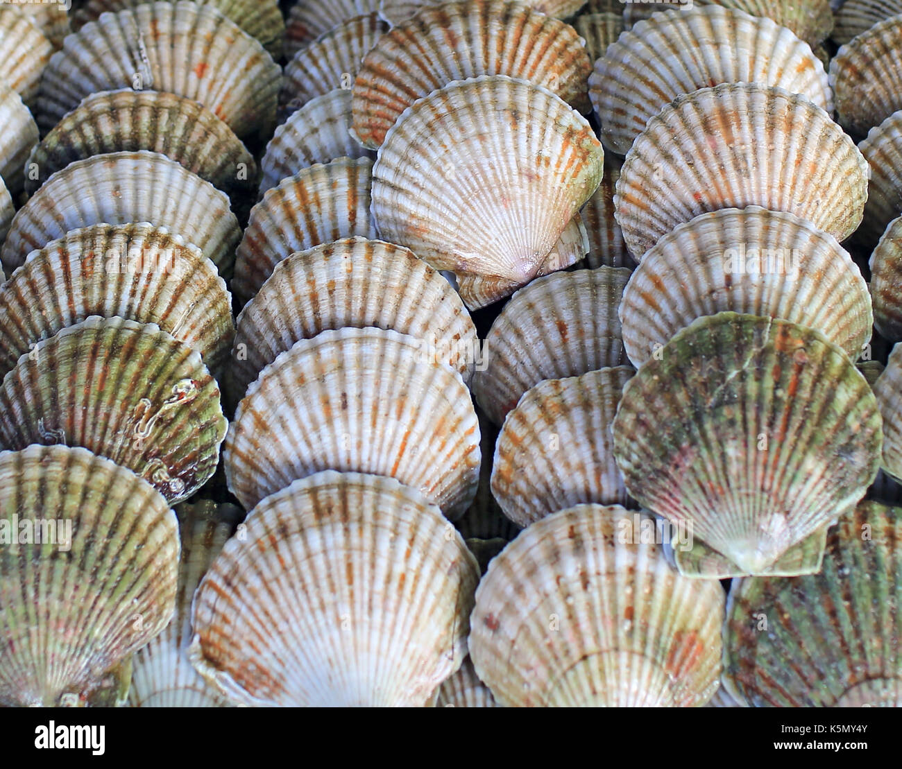 Food background; seafood, scallops close up Stock Photo - Alamy