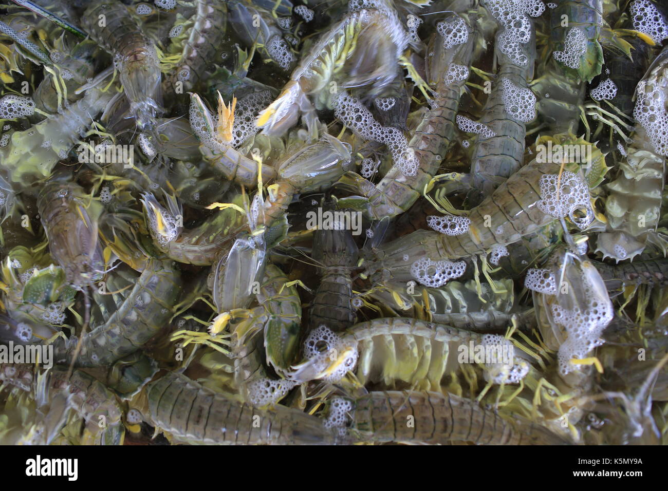 Mantis fish hi-res stock photography and images - Alamy