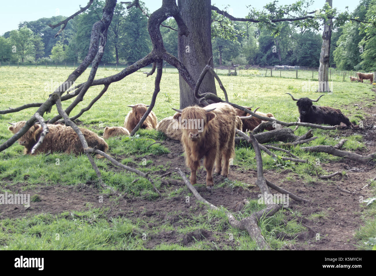 highland cattle cows cow buffalo livestock Scotland UK Stock Photo - Alamy