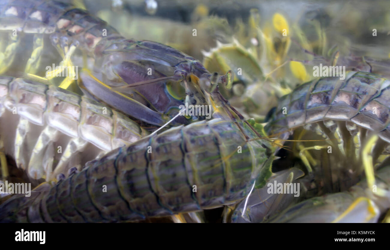 Mantis fish hi-res stock photography and images - Alamy