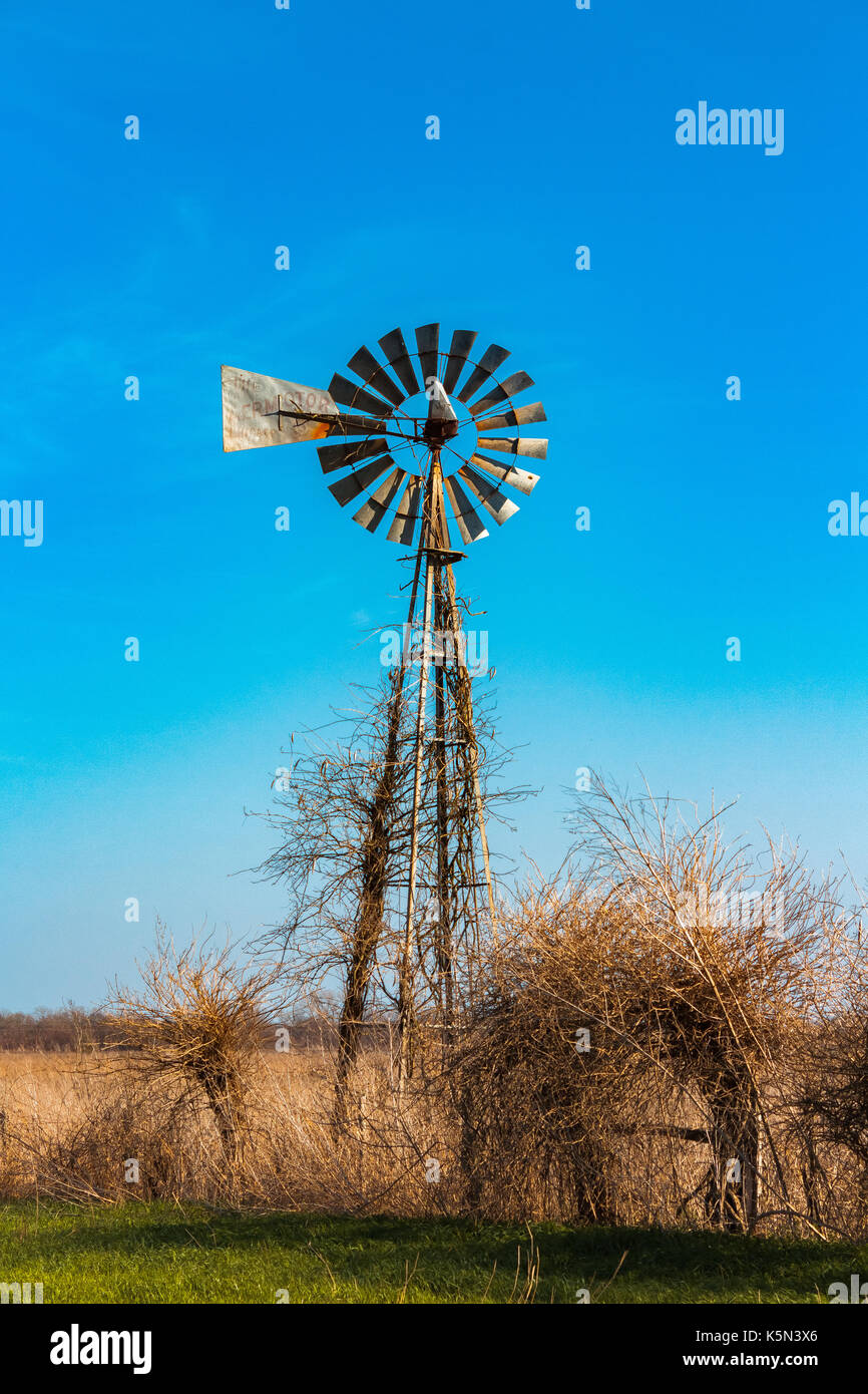 Texas windmill grass hi-res stock photography and images - Alamy