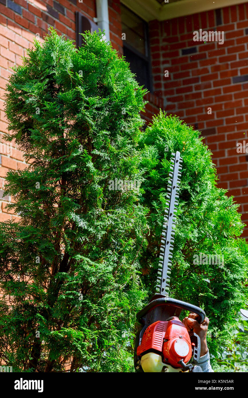 Gardener with a professional garden tools at work. planting of greenery ...
