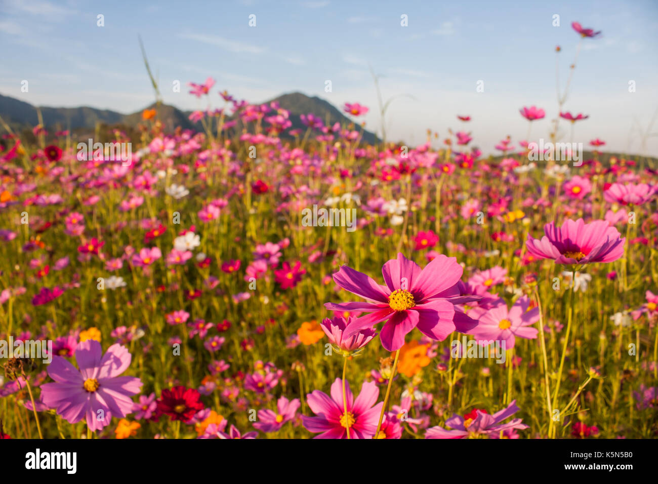 cosmos flowers in sunset Stock Photo - Alamy