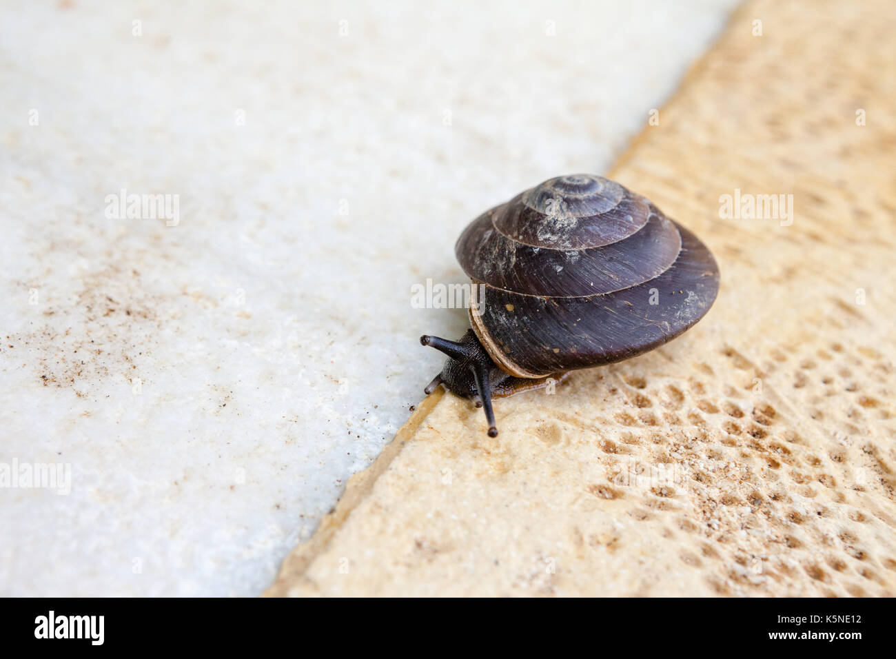Caribbean snails hi-res stock photography and images - Alamy