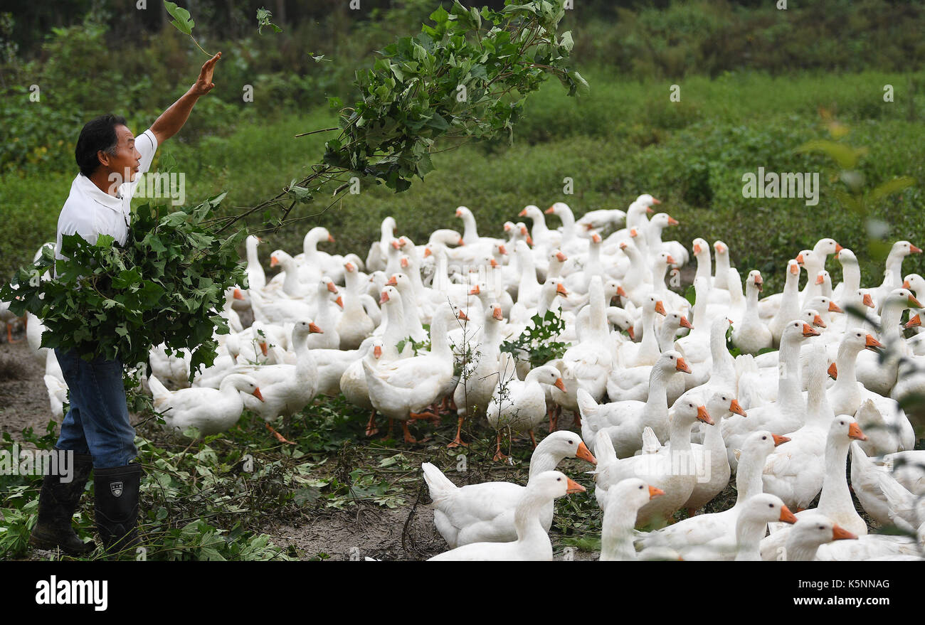 Lu'an, China's Anhui Province. 10th Sep, 2017. Villager Min Xingzhou ...