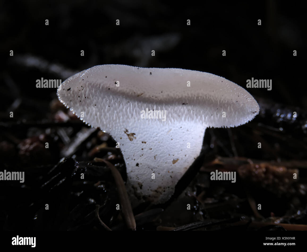 Pacific northwest forest fungi hi-res stock photography and images - Alamy