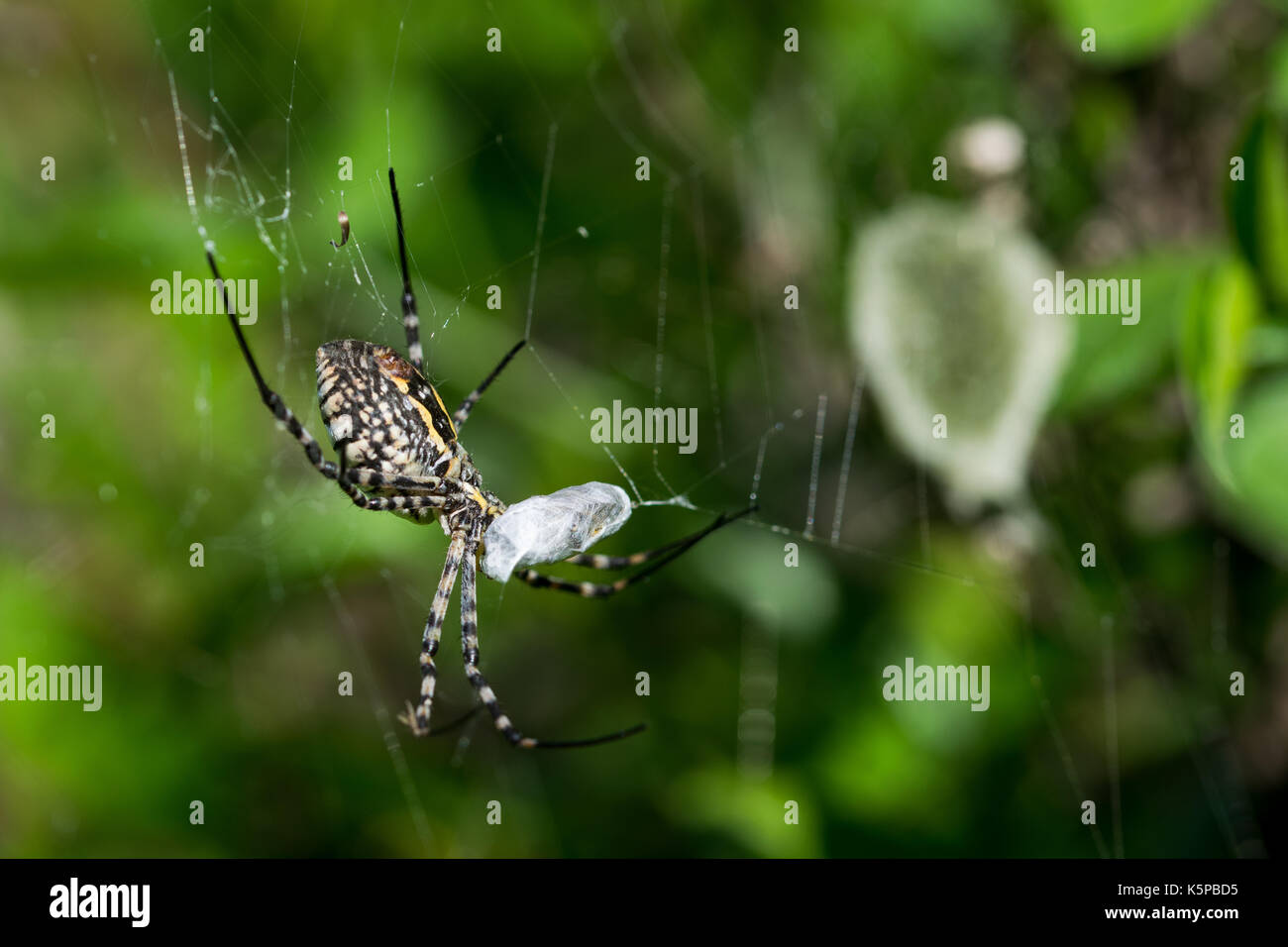 A Banded Argiope Spider (Argiope trifasciata) on its web about to eat ...