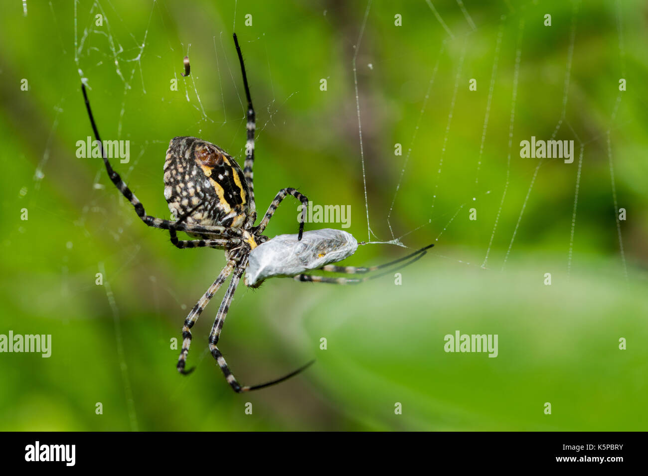 Black white spider yellow banded hi-res stock photography and images ...
