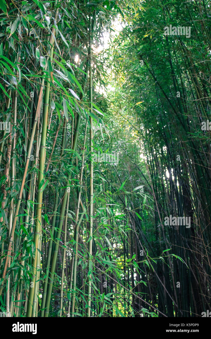 Sun shining on bamboo Stock Photo - Alamy