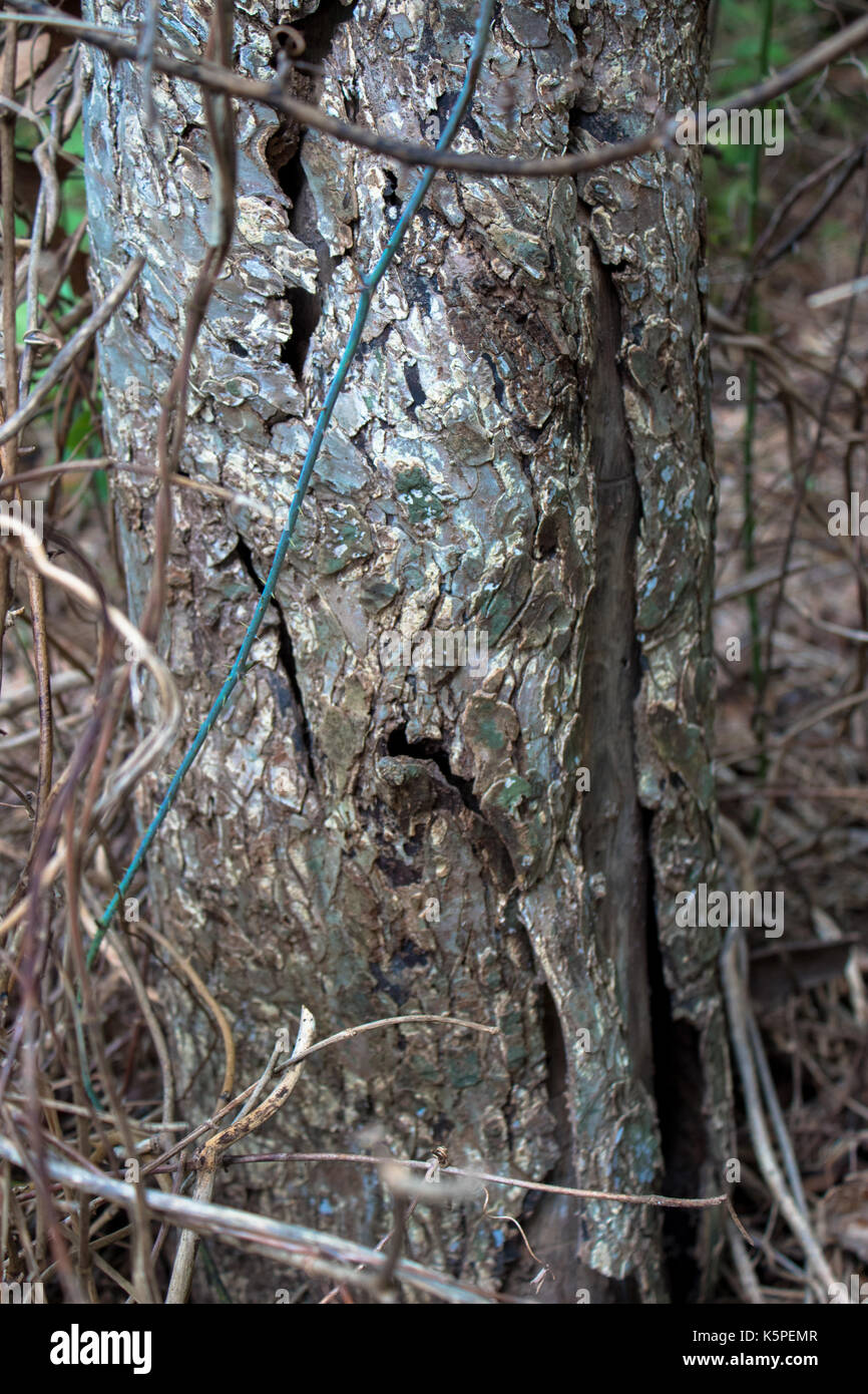 Ash tree root hi-res stock photography and images - Alamy