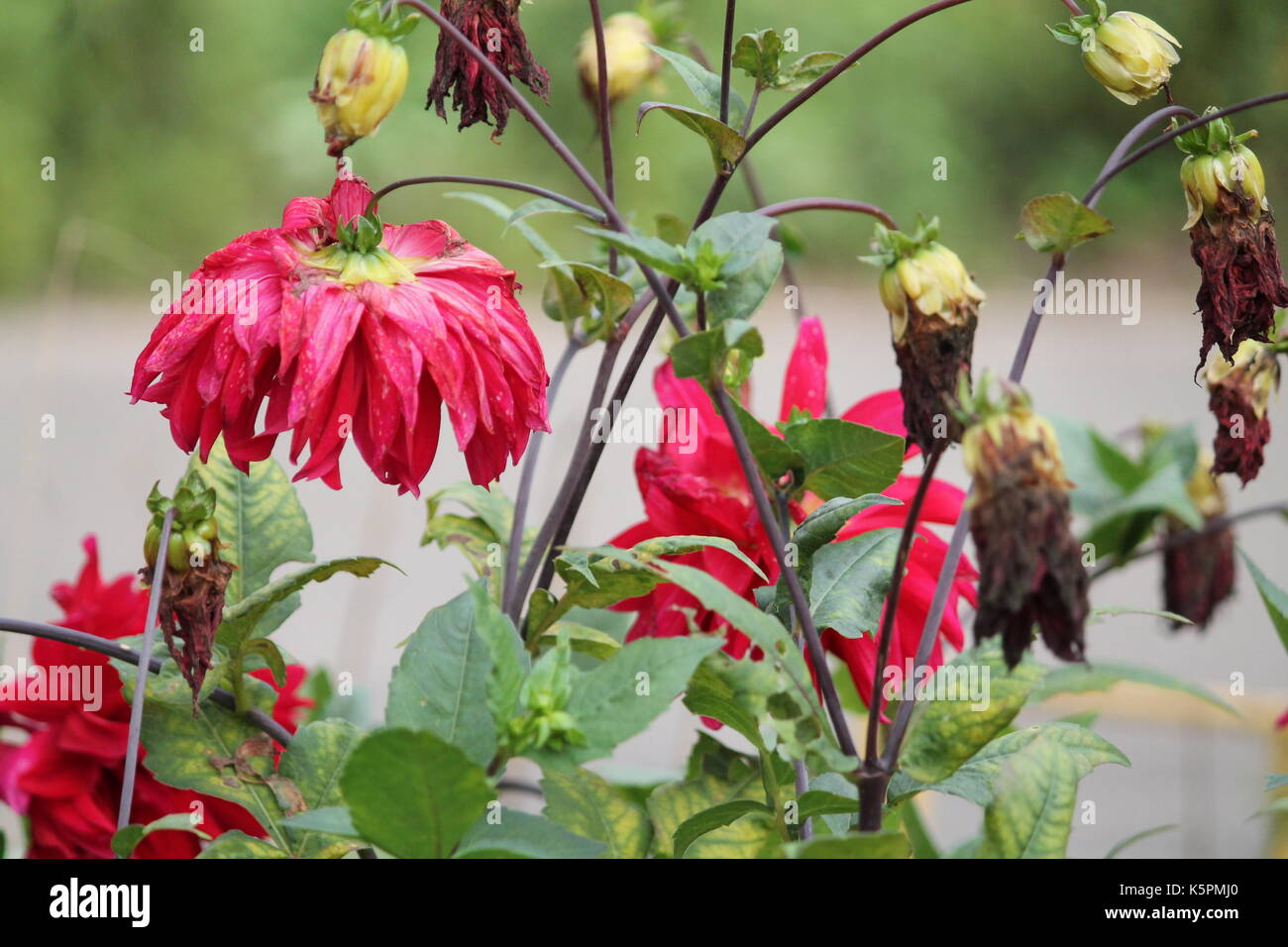 beautiful bright red color garden flowers in pompous summer bloom Stock ...