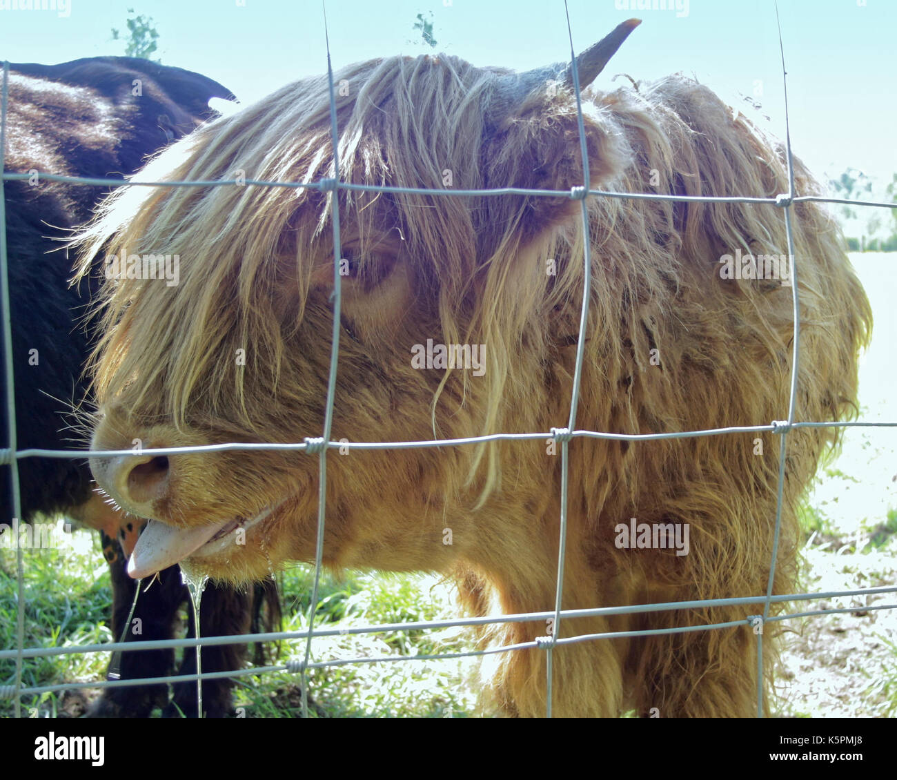 highland cattle cows cow buffalo livestock Scotland UK Stock Photo - Alamy