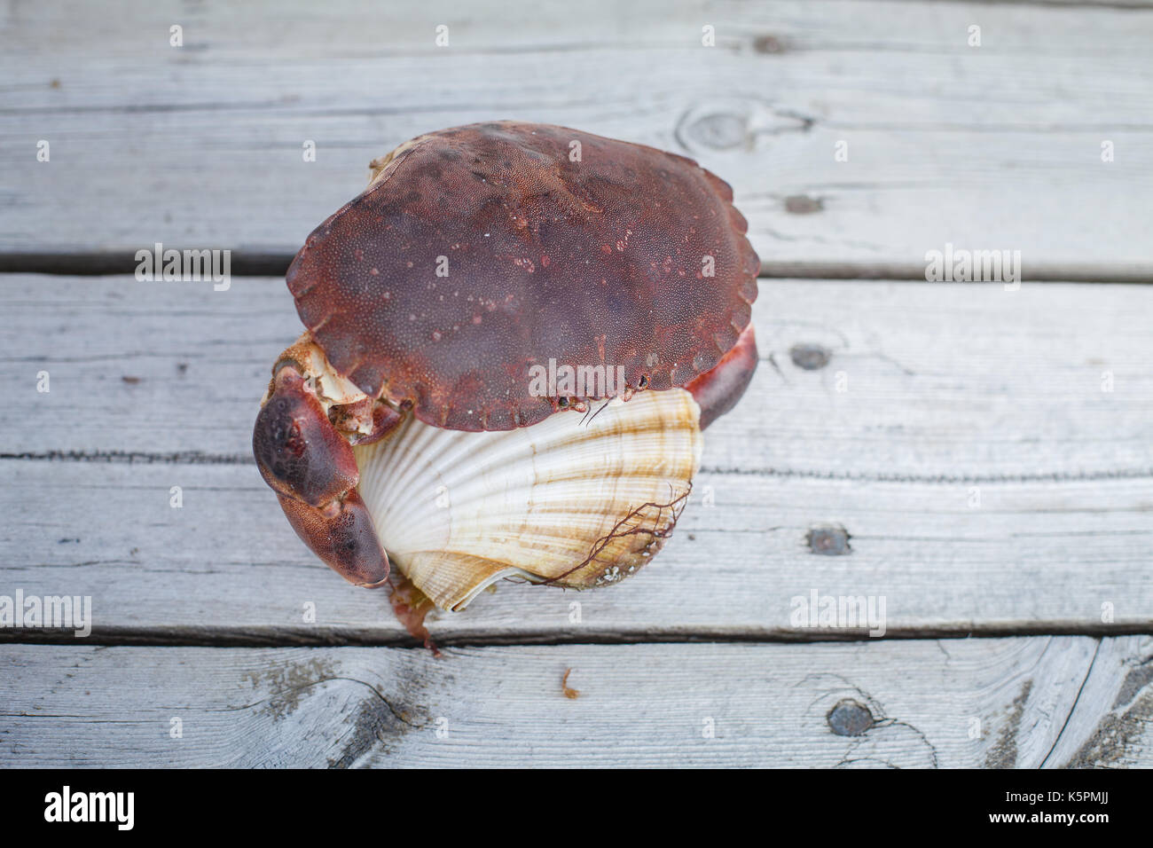 alive crab holding scallop in claw Stock Photo - Alamy