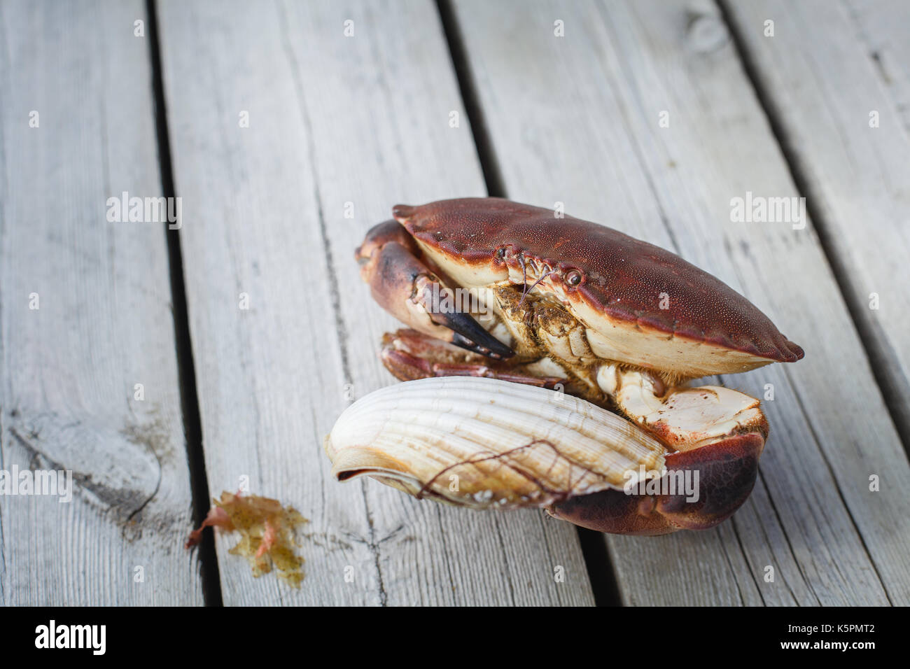 alive crab holding scallop in claw Stock Photo - Alamy