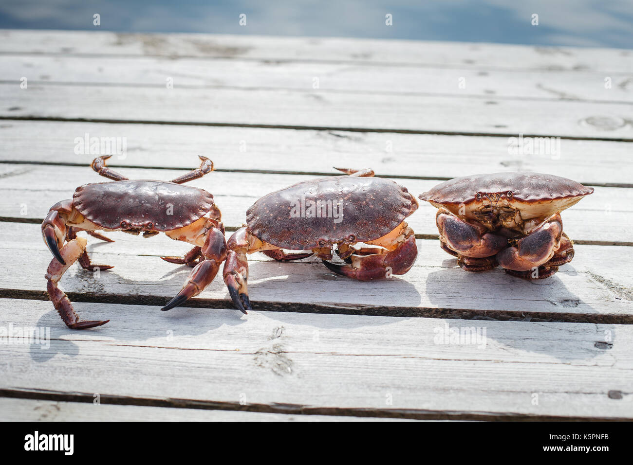 three alive crabs standing on wooden floor Stock Photo - Alamy
