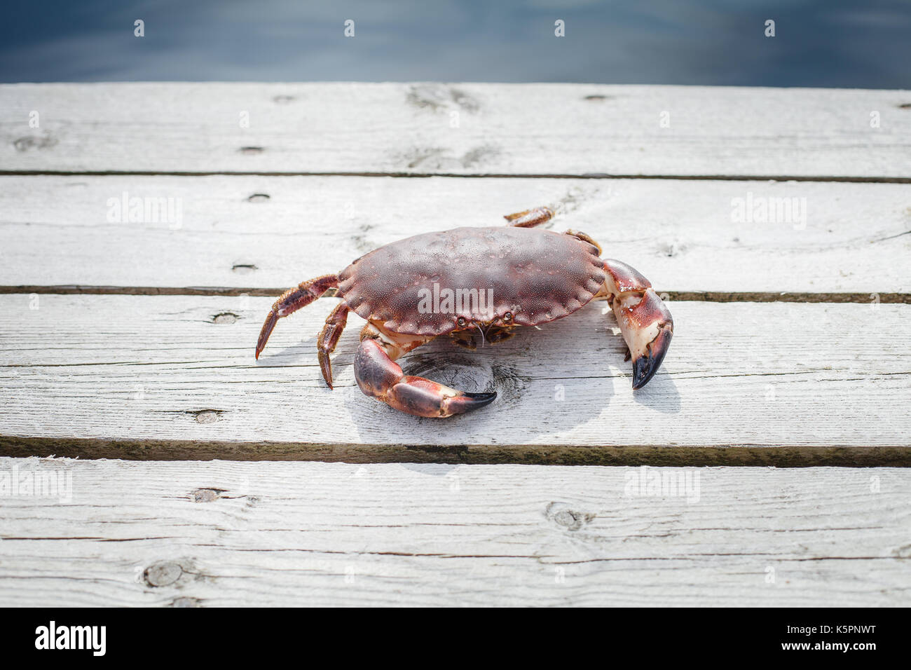 alive crab standing on wooden floor Stock Photo - Alamy