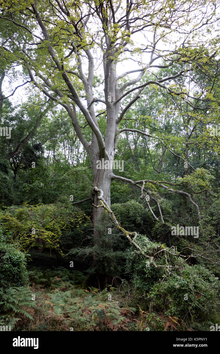 English forests hi-res stock photography and images - Alamy