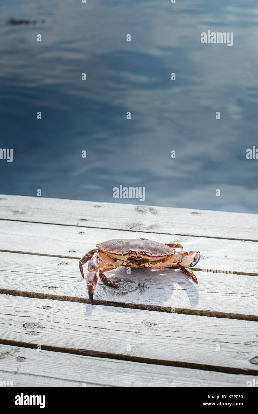 alive crab standing on wooden floor Stock Photo - Alamy