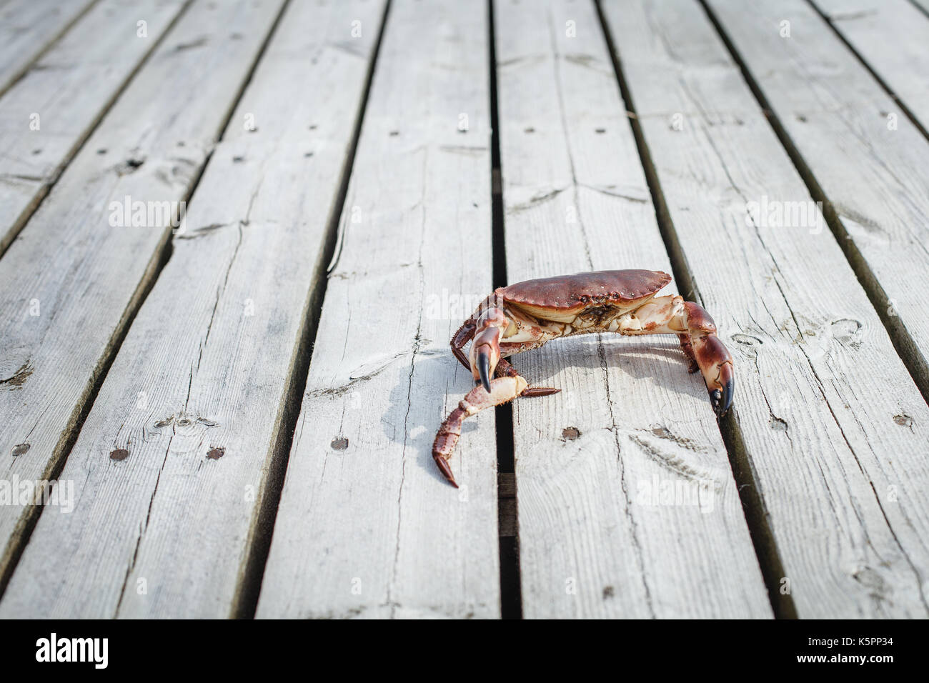 alive crab standing on wooden floor Stock Photo - Alamy