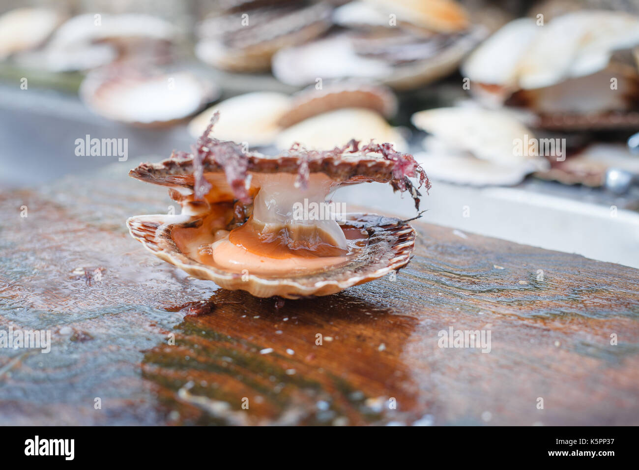 opened scallop shellop with mollusk inside Stock Photo - Alamy