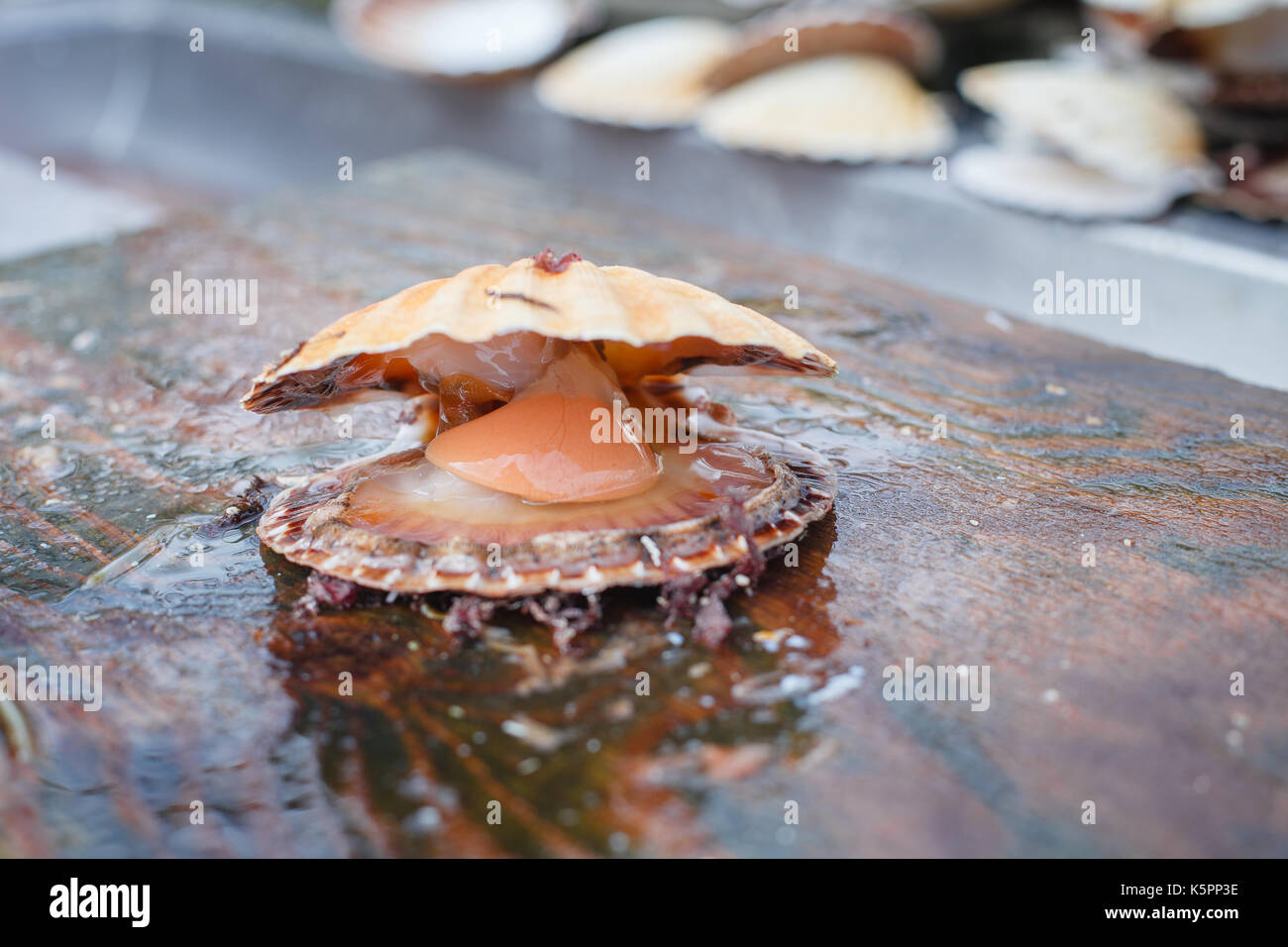 Mollusk sink hi-res stock photography and images - Alamy