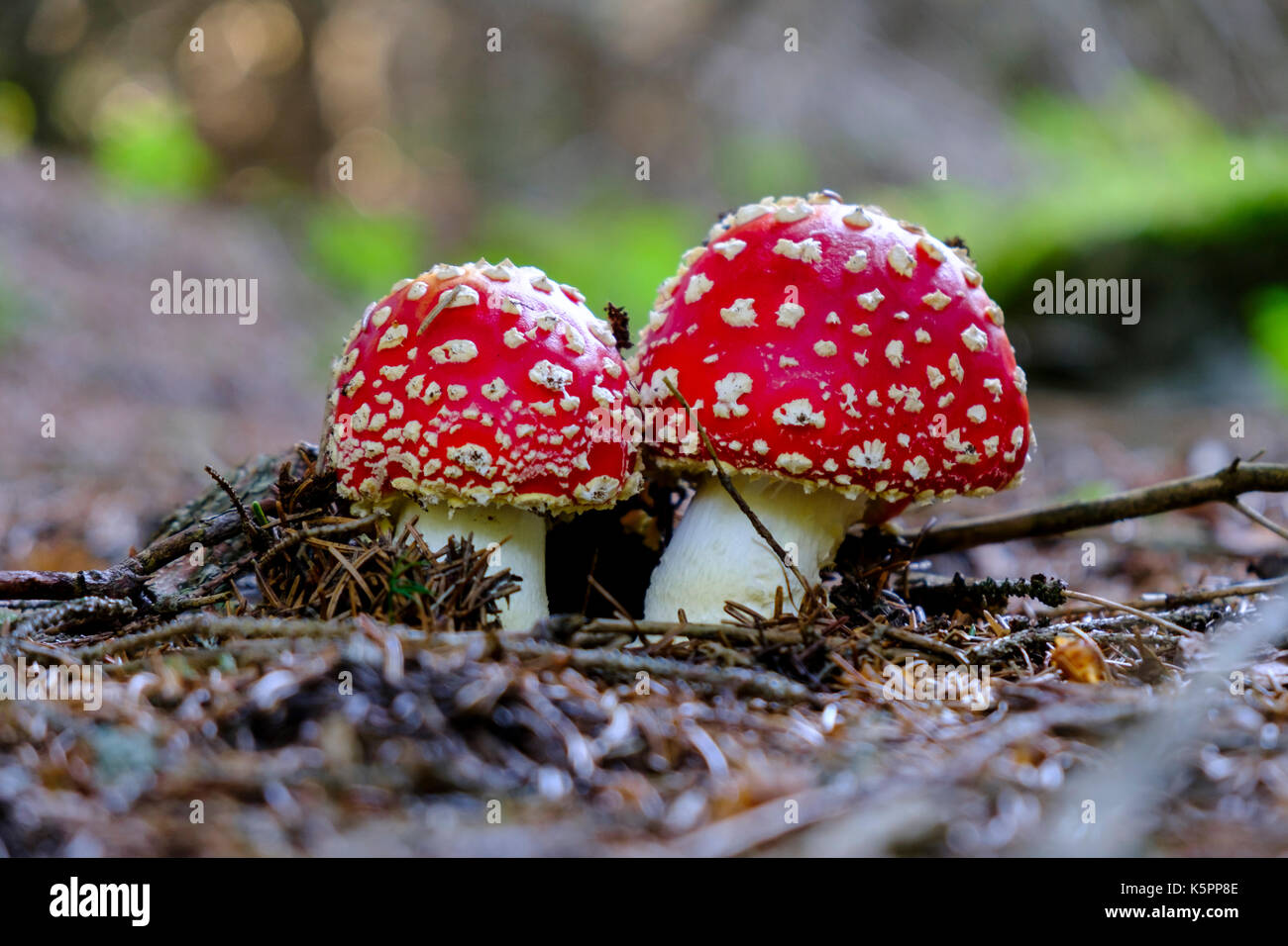 Poisonous Mushroom. Two Red Amanita Muscaria in Autumn Forest. Scenic ...