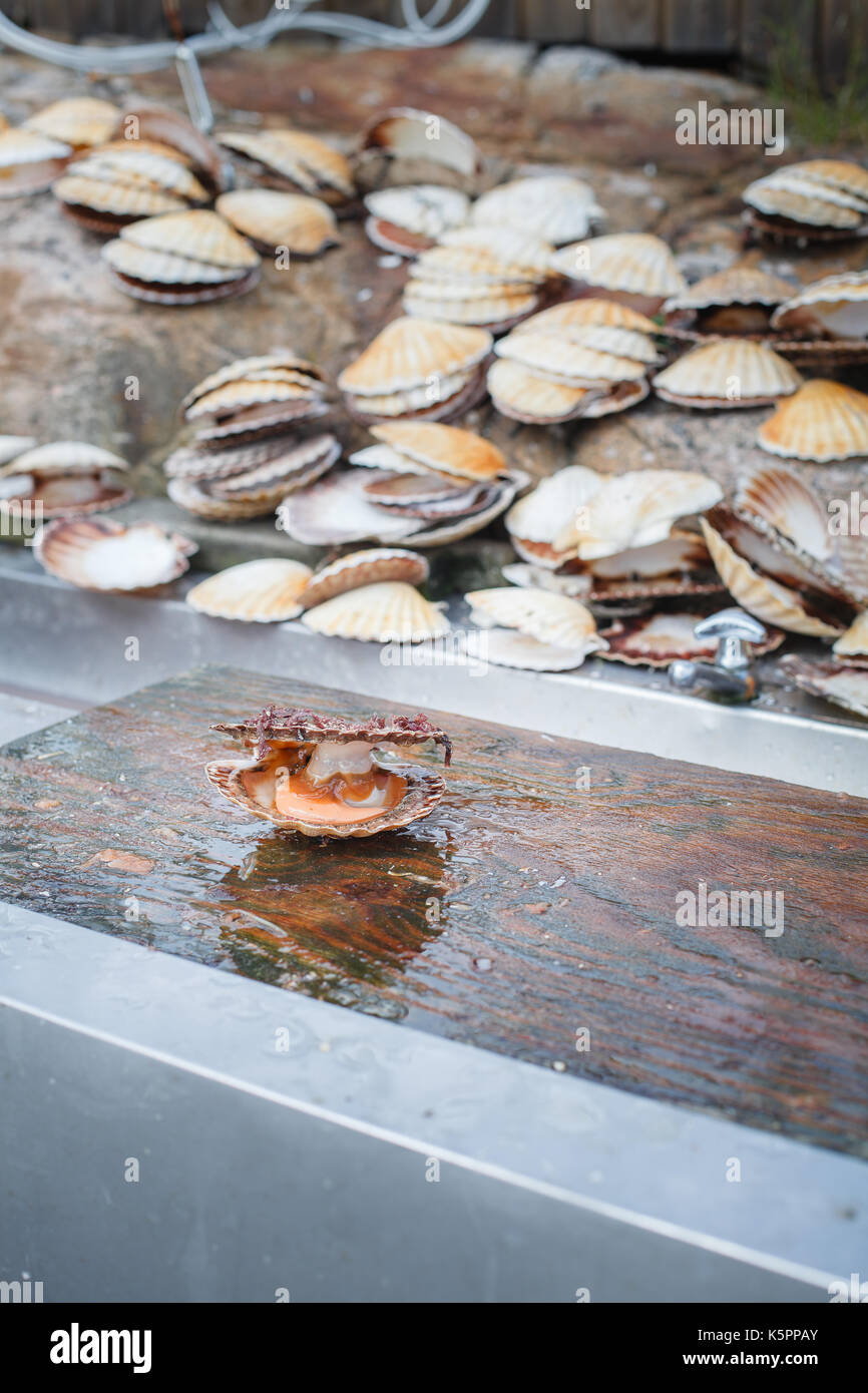 opened scallop shellop with mollusk inside Stock Photo - Alamy